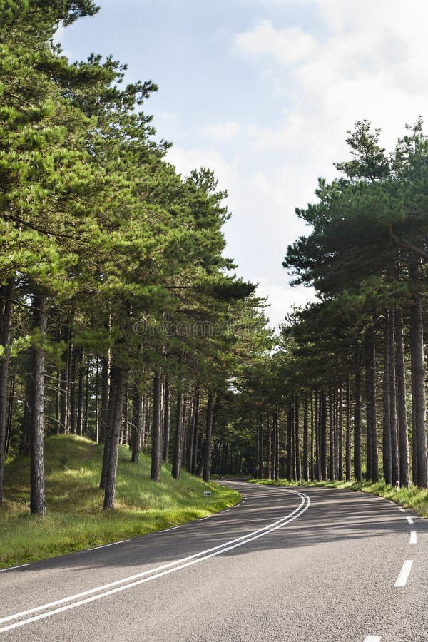 Naaldbos, Conifer forest stock photo. Image of village - 129046678