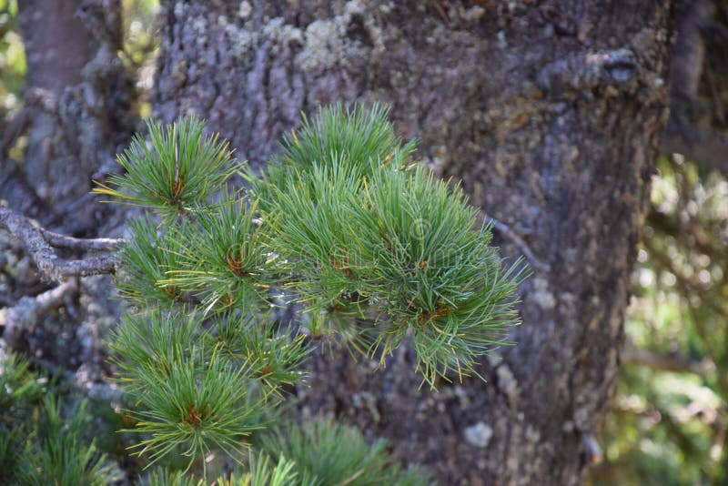 De Naalden Van De Naaldboom Stock Afbeelding - Afbeelding bestaande uit ...