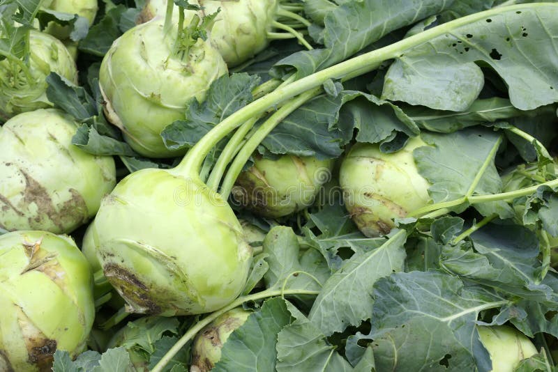 Nabo foto de archivo. Imagen de hoja, plantas, granja - 20868848