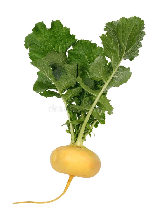 Nabo foto de archivo. Imagen de cierre, comedor, agricultura - 21427648
