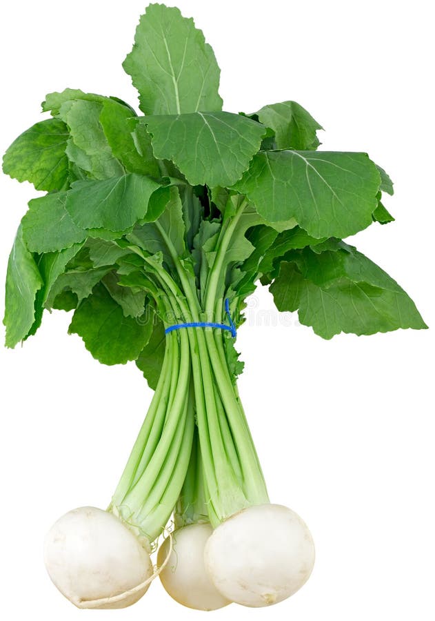 Nabo imagem de stock. Imagem de frescor, alimento, comer - 23604579