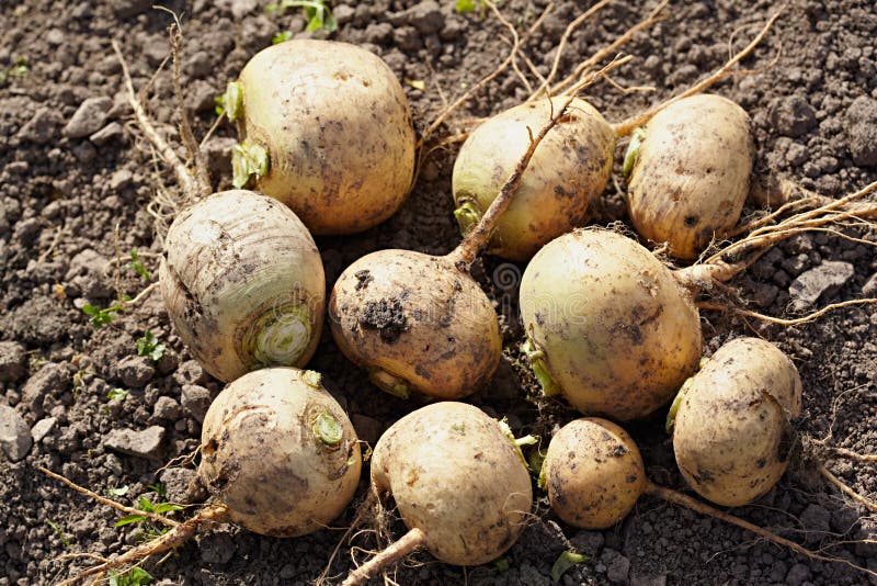 Plantas de nabo foto de archivo. Imagen de verde, hoja - 16917934