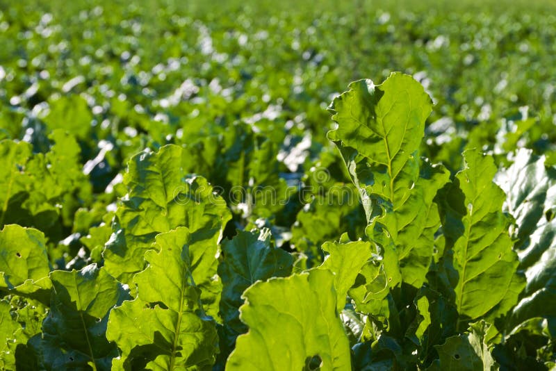 Plantas de nabo foto de archivo. Imagen de encima, campo - 16917934