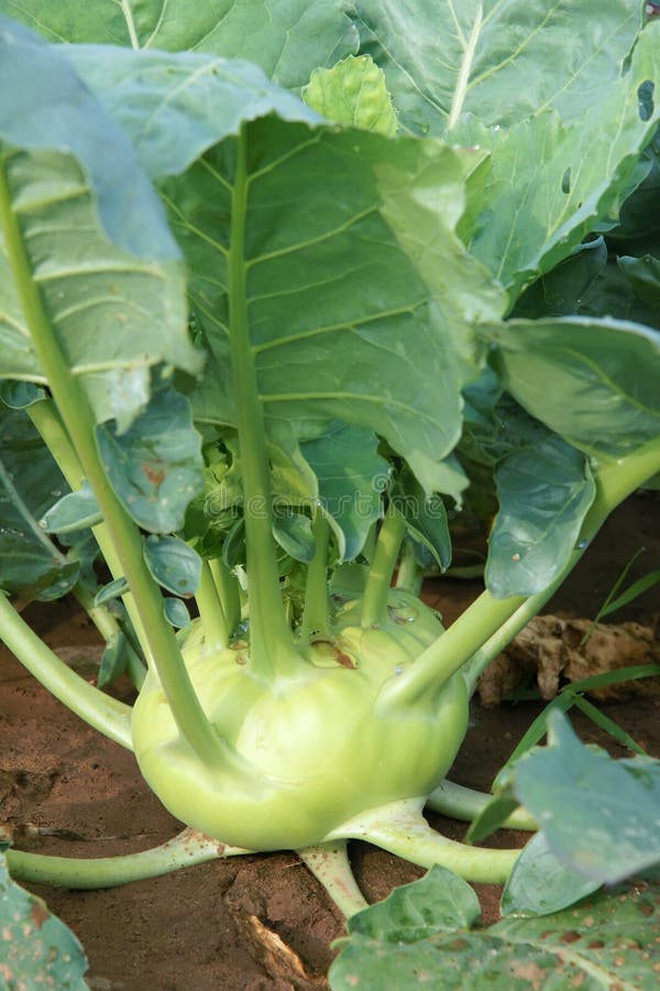 Nabo sueco foto de archivo. Imagen de campo, nabo, colinabo - 11191046
