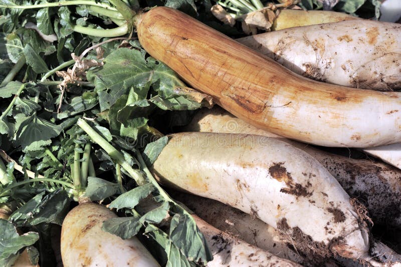 Nabo Blanco Aislado En El Fondo Blanco Foto de archivo - Imagen de ...