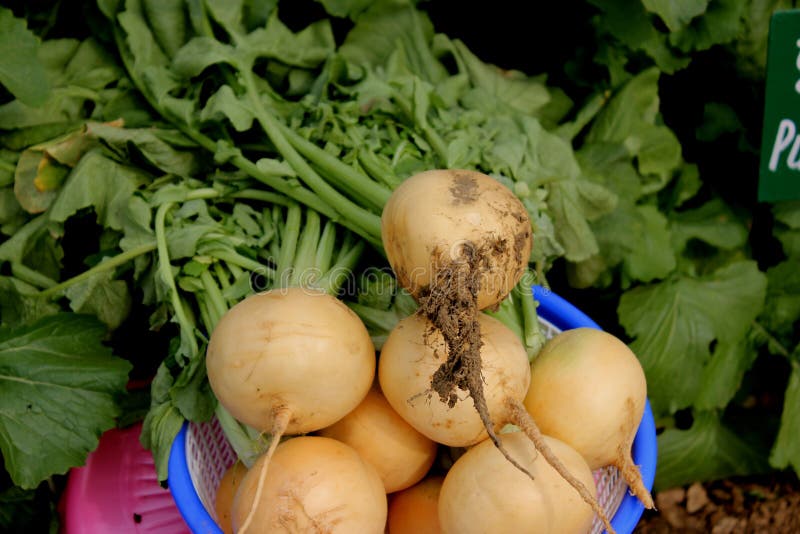 Nabo de Pusa Swarnima imagen de archivo. Imagen de ambarino - 38710495