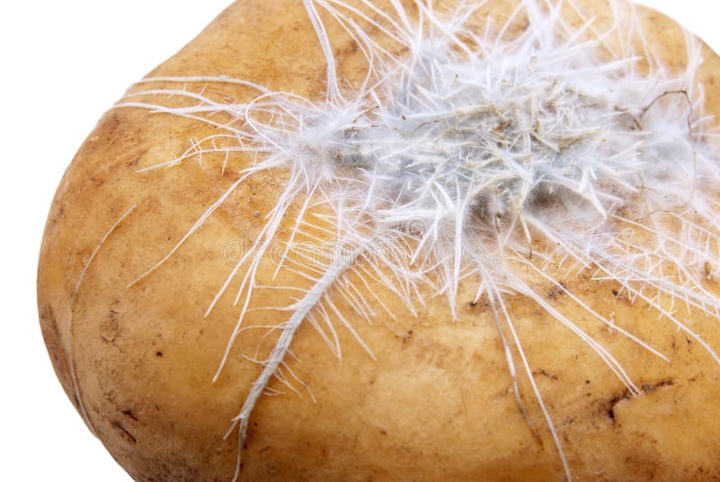 Nabo estragado foto de stock. Imagem de perigoso, branco - 35431648