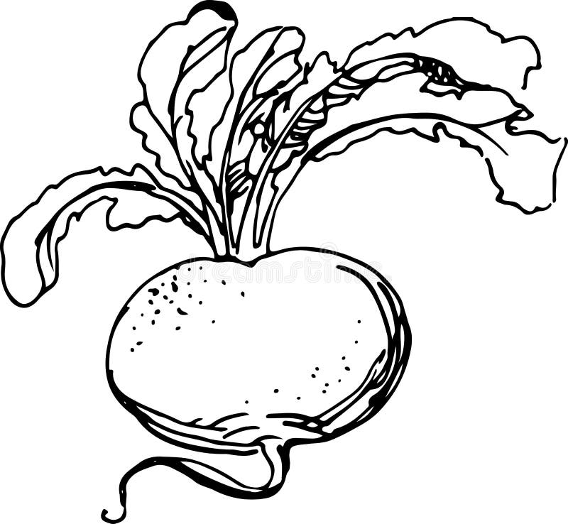 Nabo Ilustración Del Vector Ilustración del Vector - Ilustración de ...