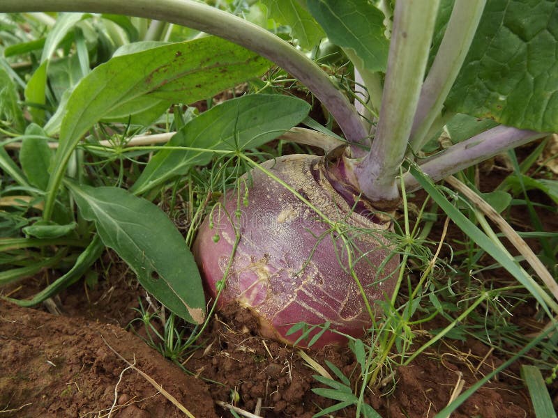 Nabos imagen de archivo. Imagen de alimento, grande, césped - 23666333