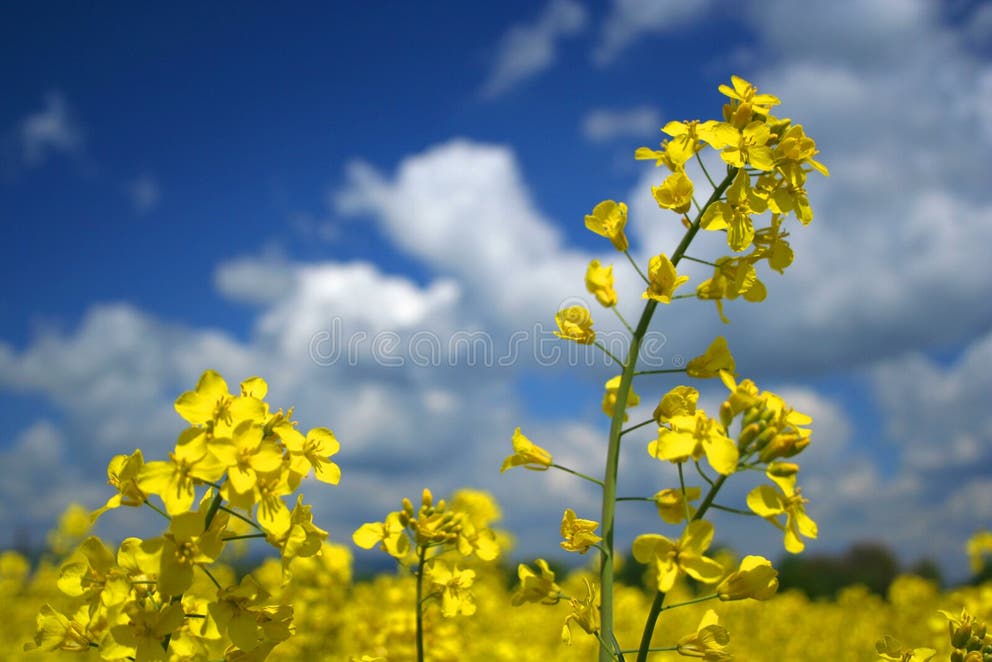 Nabo sueco imagen de archivo. Imagen de azul, campo, producto - 139709