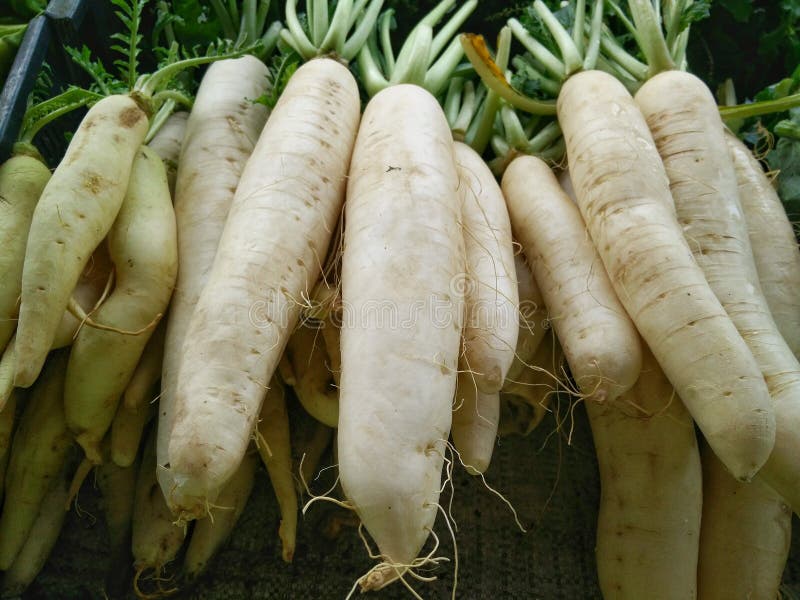 Nabos Brancos Isolados Sobre Fundo Branco Imagem de Stock - Imagem de ...