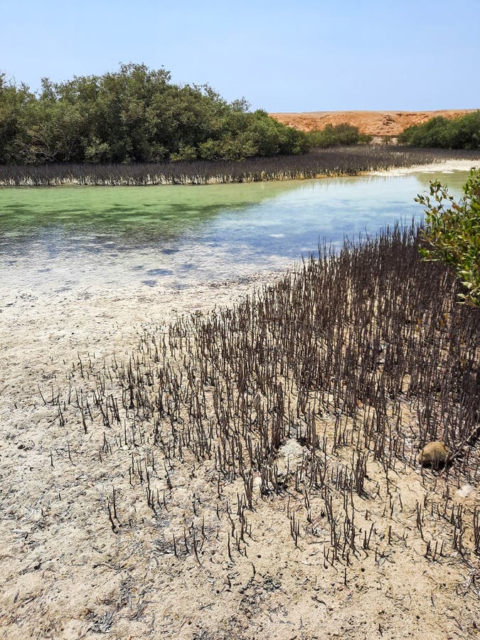 Nabq National Park Egypt. Mangroves in the Desert Stock Image - Image ...