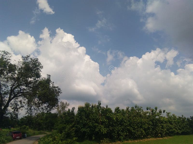 Nachar stock image. Image of real, nachar, tree, green - 124521833