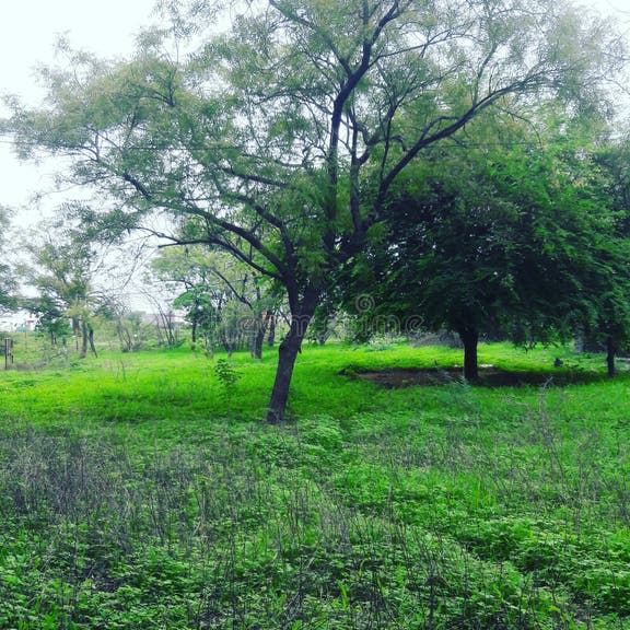 Nachar stock image. Image of green, grass, butiful, nachar - 192536047