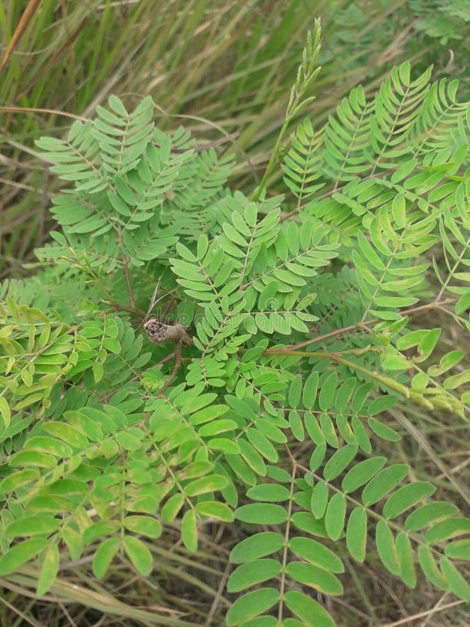 Nacher Stock Photos - Free & Royalty-Free Stock Photos from Dreamstime