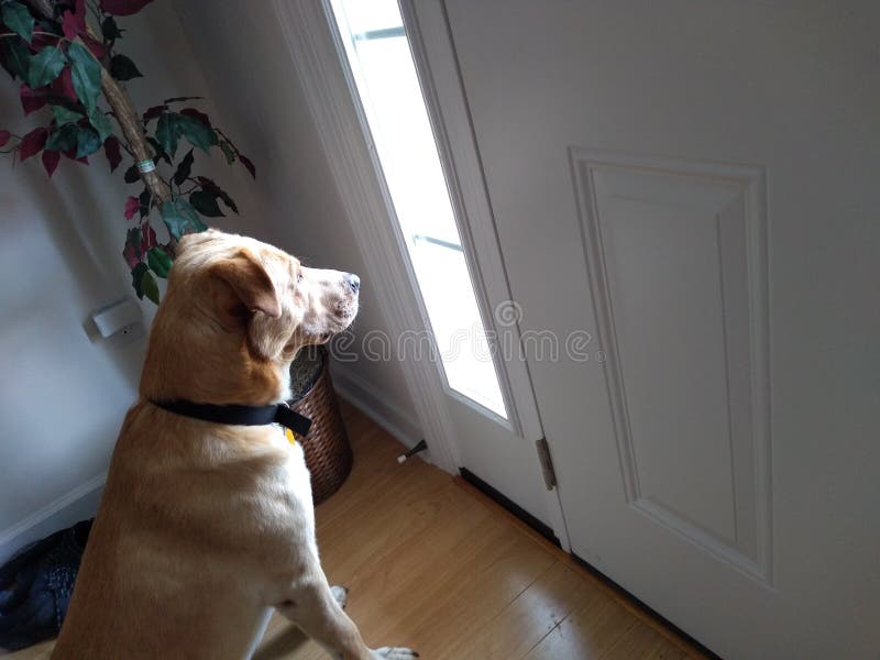 Waiting stock photo. Image of daddy, nacho, waits, waiting - 122936178