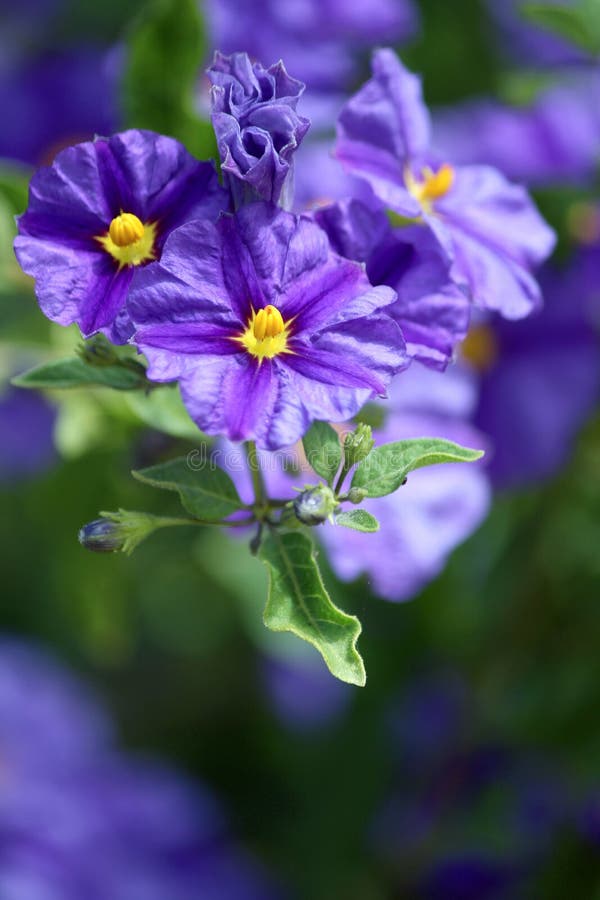 Solanum Rantonnetii Species Lycianthes Rantonnetii Bloeiende Plant in ...