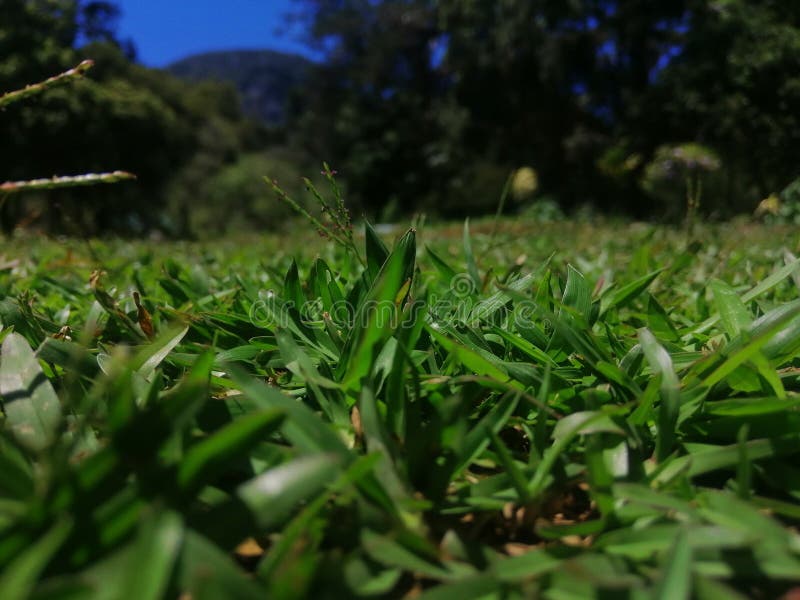 Nachural Grass Garden in Srilanka Stock Image - Image of fully ...