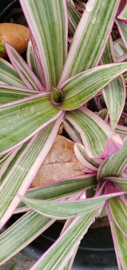 Nachural Palant of garden stock photo. Image of palant - 230279822