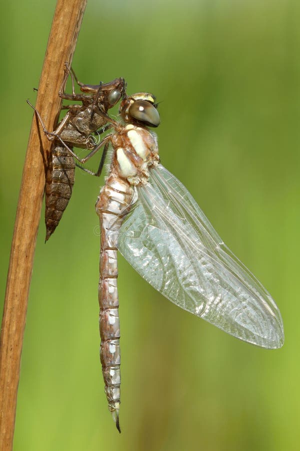 Nacimiento de la libélula imagen de archivo. Imagen de hierba - 5260511