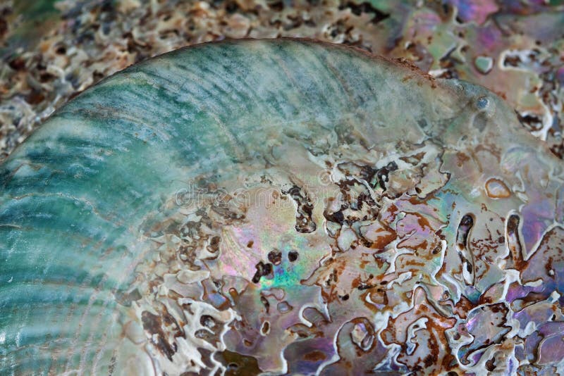 Nacre background. stock photo. Image of seashell, water - 18057904