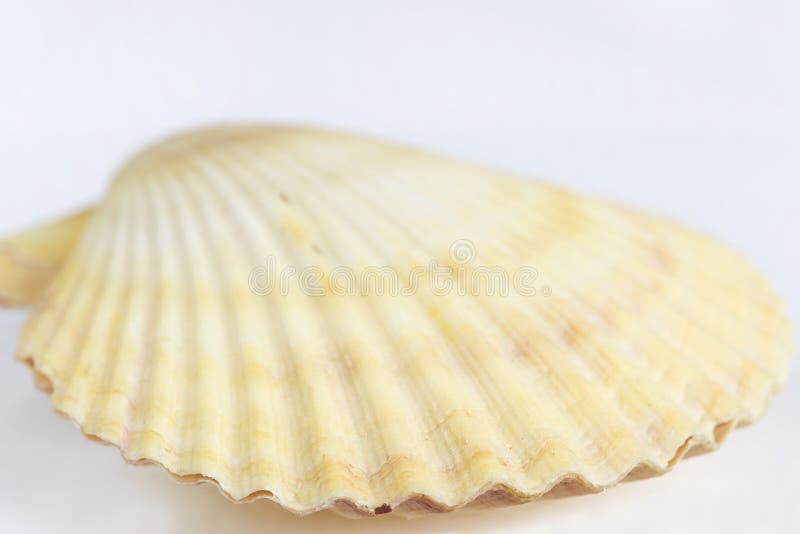 Nacre shell close up stock photo. Image of isolated, agency - 89385142