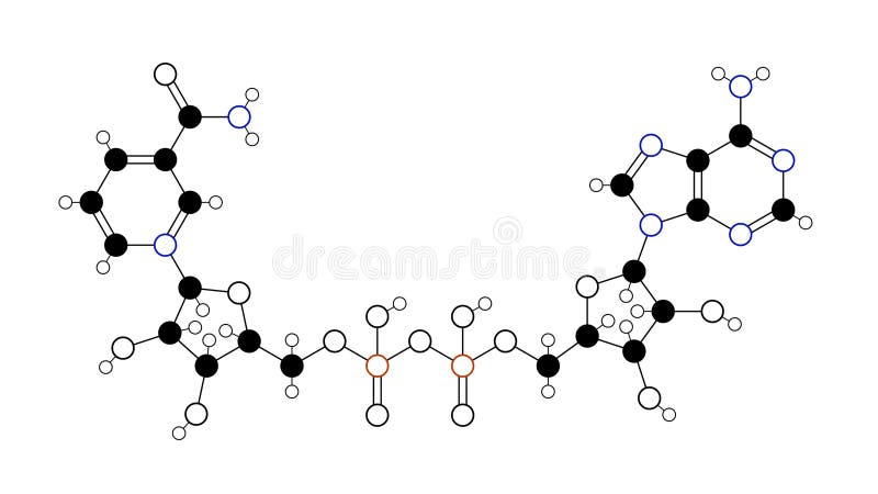 Nad+ Molecule, Structural Chemical Formula, Ball-and-stick Model ...
