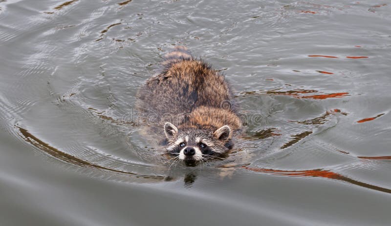 Nadada Del Mapache (lotor Del Procyon) Derecho Imagen de archivo ...
