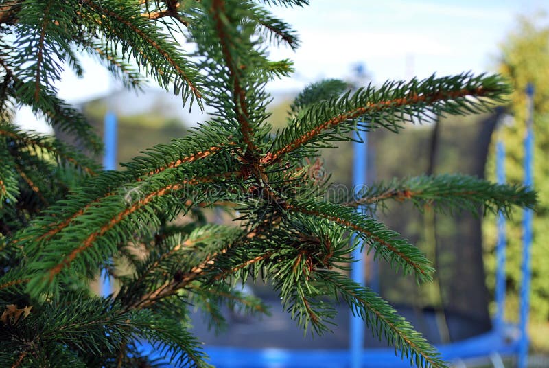 Nadelbaum stockbild. Bild von nadelbaum - 65991145