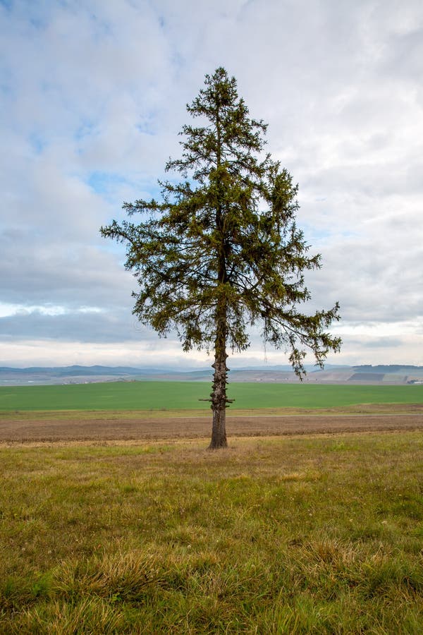 Nadelbaum Auf Der Wiese Im Herbstmorgen Stockfoto - Bild von weide ...