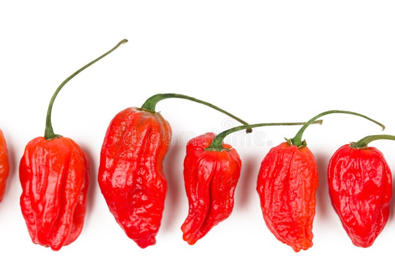 Naga morich stock image. Image of cook, bell, chili, fiery - 22738155
