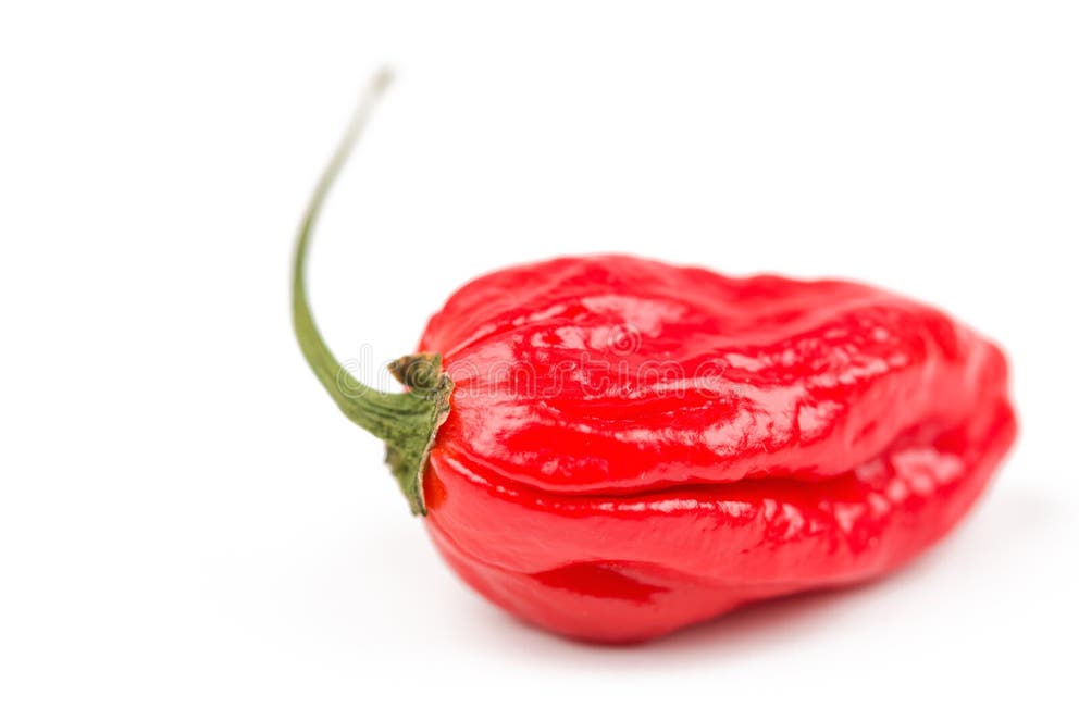Naga morich stock photo. Image of food, morich, flavor - 22738204