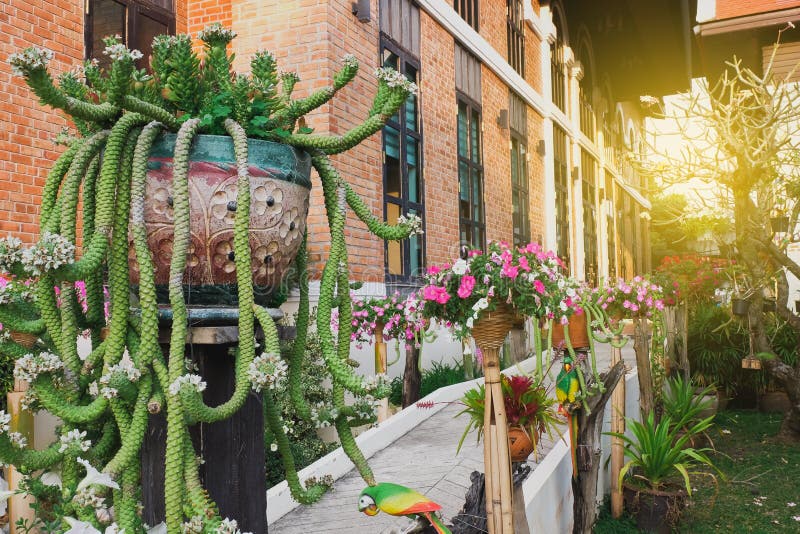 Naga plants growing in pot stock photo. Image of natural - 210471892