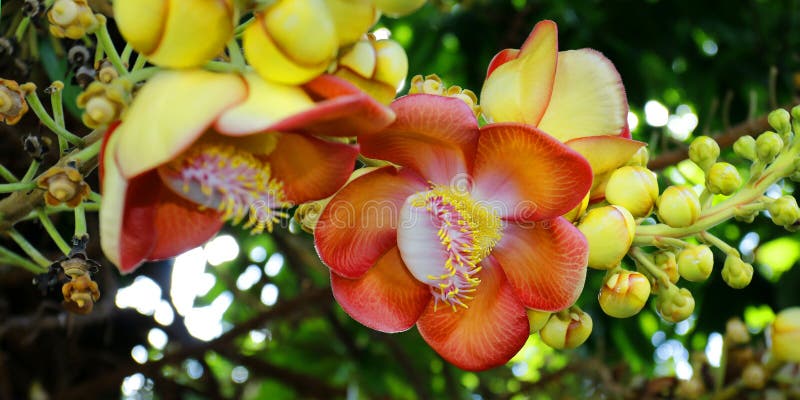 Nagalinga flower and Tree stock photo. Image of flower - 126533508