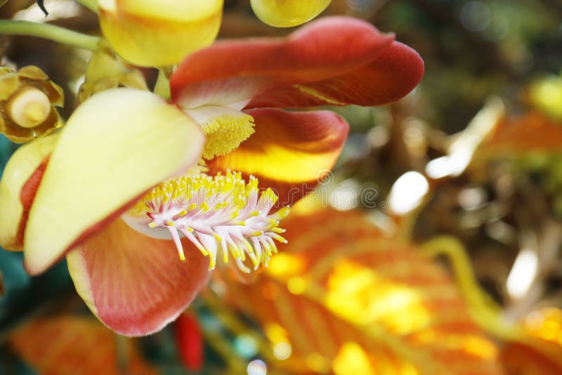 Nagalinga Flower,cannonball Tree Stock Image - Image of floral, green ...