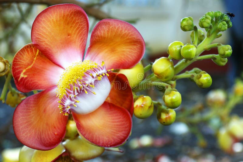 Nagalinga Flower,cannonball Tree Stock Image - Image of botanical ...
