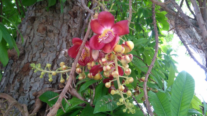 Nagalinga flower and Tree stock photo. Image of flower - 126533508