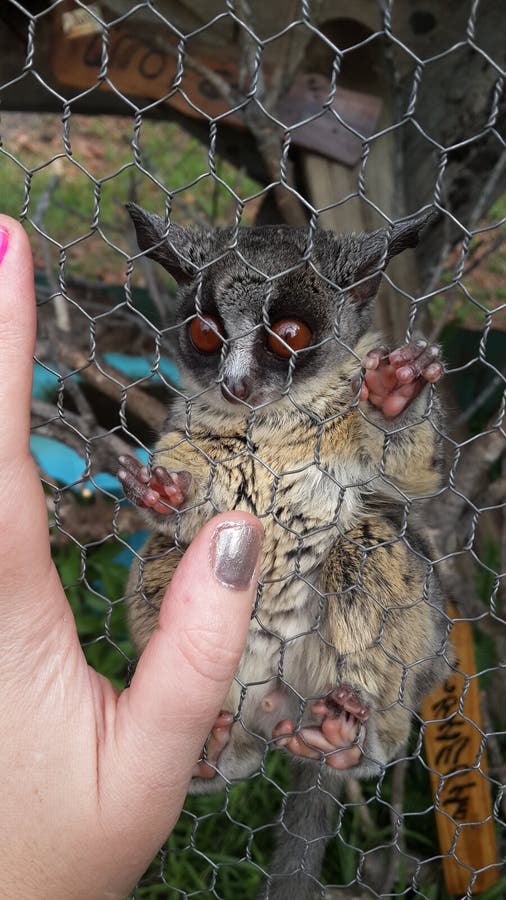 Nagapie stock photo. Image of small, nocturnal, nagapie - 49143994