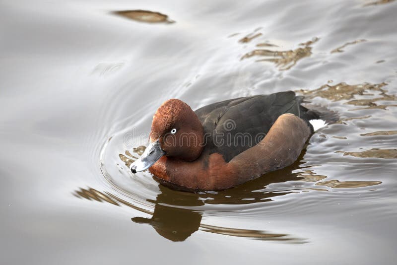 Nage De Canard Roux Sur Le Lac Image stock - Image du faune, fleuve ...