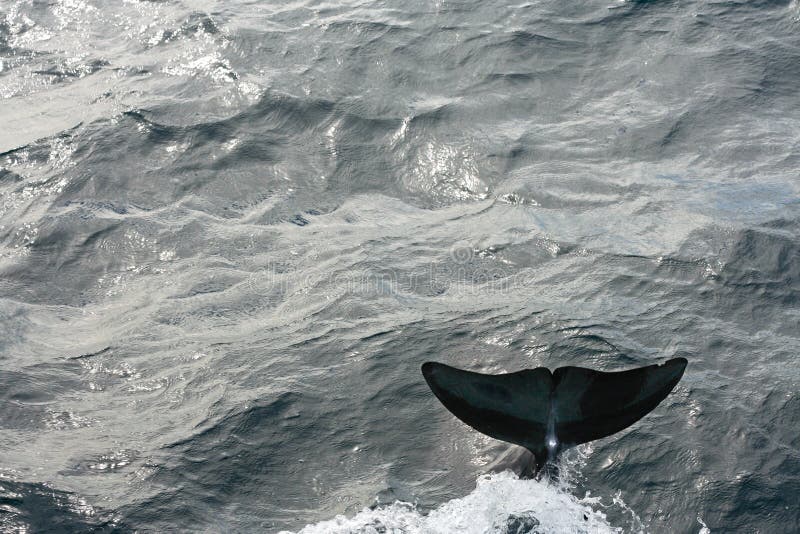 Nageoire de dauphin image stock. Image du nageoire, environnement - 3972401