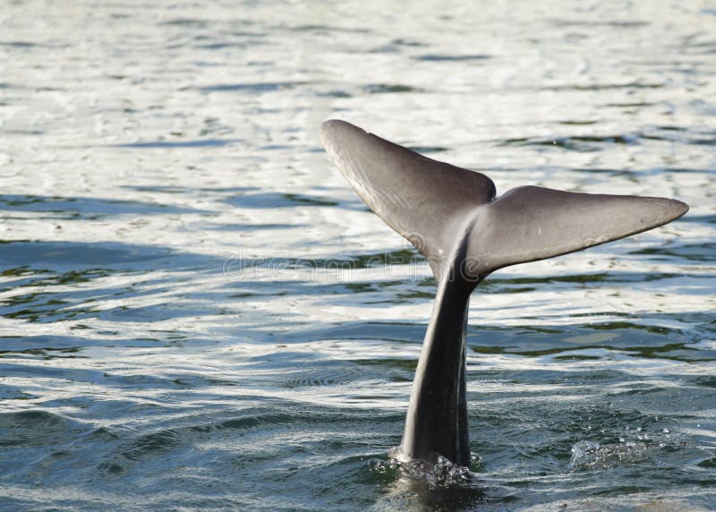 Nageoire de dauphin image stock. Image du gris, dorsal - 3972401
