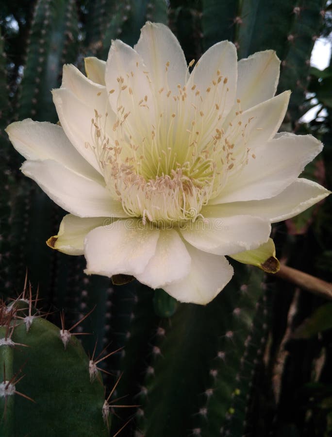 Nagfani Stock Illustrations – 1 Nagfani Stock Illustrations, Vectors ...