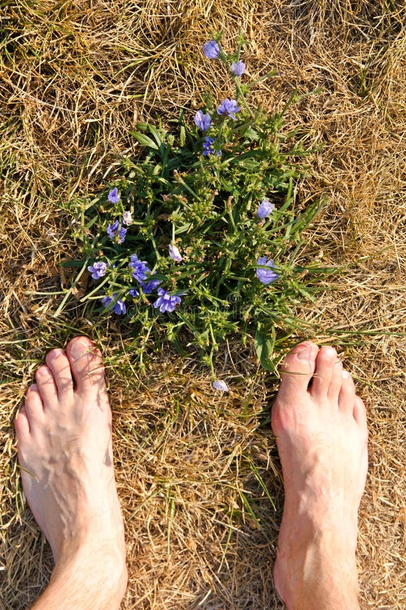 Nagie stopy obraz stock. Obraz złożonej z kopiasty, lato - 57997433