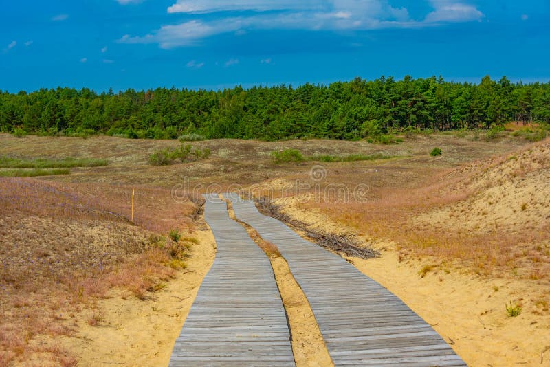 Nagliai Dune at Curonian Spit in Lithuania Stock Photo - Image of ...