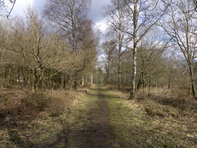 Nagshead RSPB Reserve, Gloucestershire Stock Photo - Image of nature ...