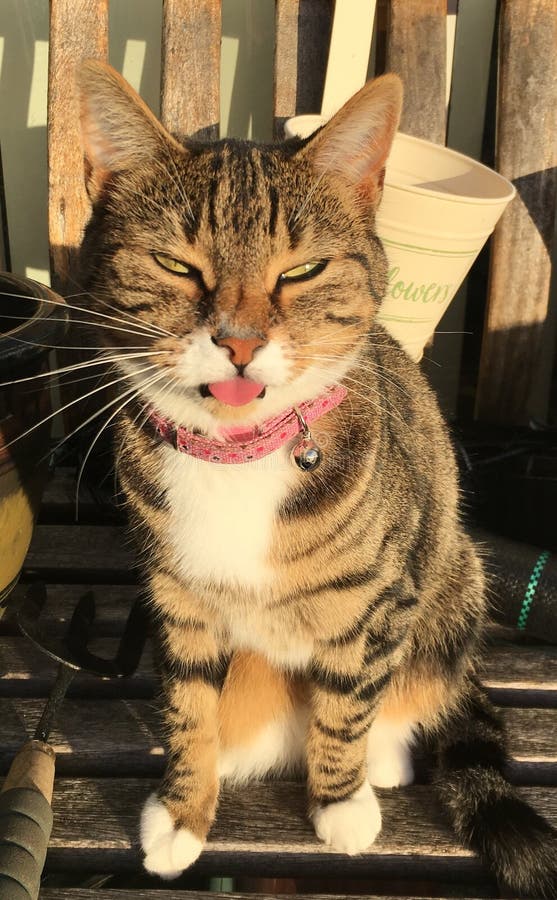 Nah nah stock image. Image of tongue, sticking - 153511897