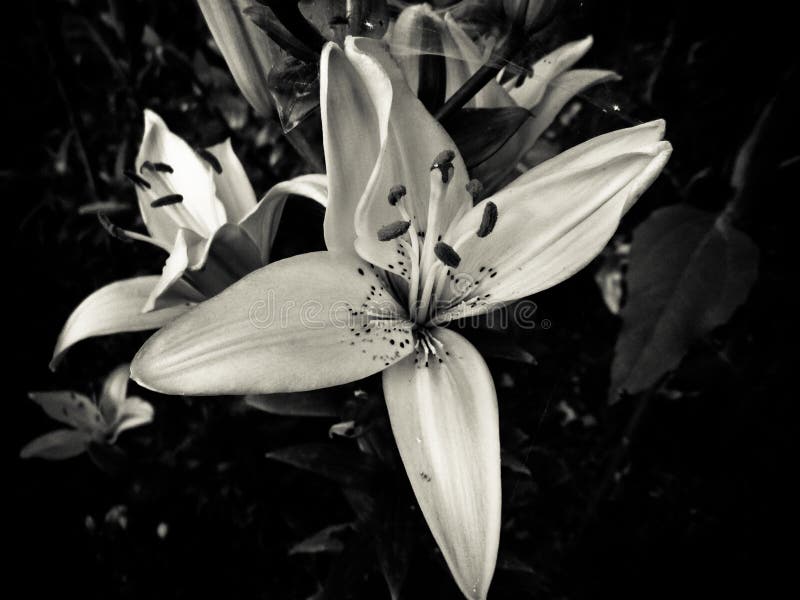 Nahaufnahme Der Blume in Schwarzweiss Stockfoto - Bild von romantisch ...