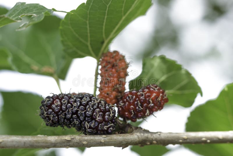 Nahaufnahme der Maulbeere stockbild. Bild von beere, blatt - 31663035