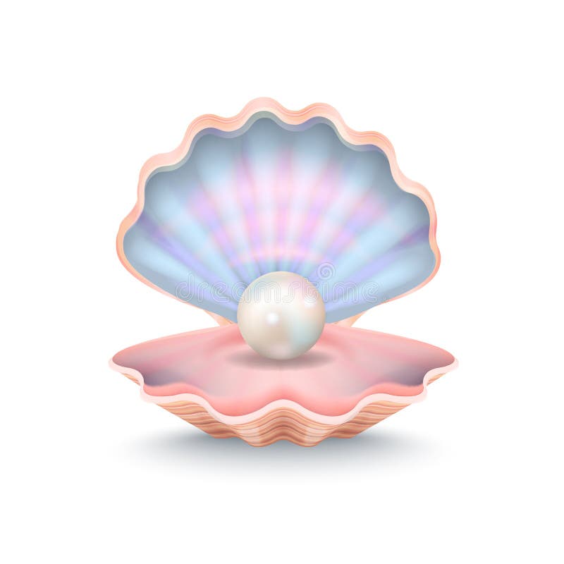 Nahaufnahme Der Perle Und Der Shell Vector Illustrations Vektor ...