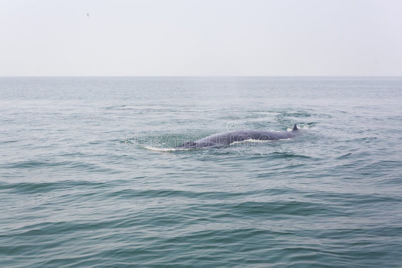 Der Brydewal stockfoto. Bild von brydewal - 54405346